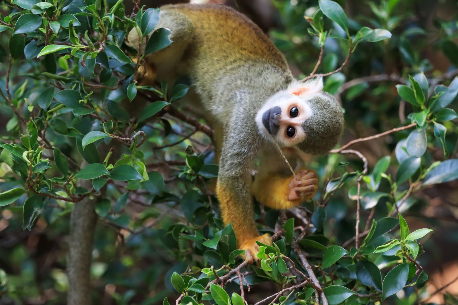 Our Represented Products Portfolio | Latin Trails